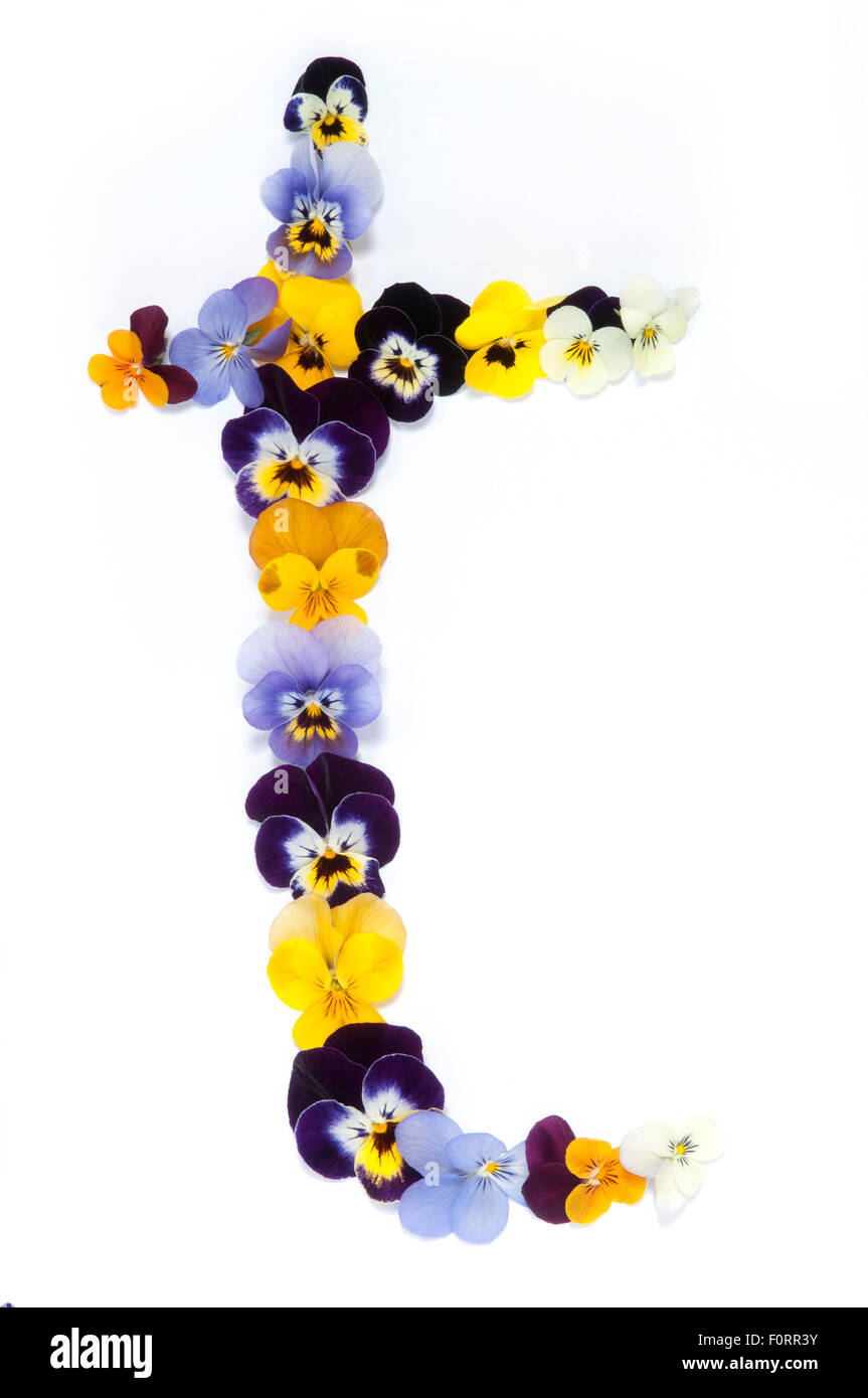 letter T alphabet made from pansy flowers isolated on white background ...