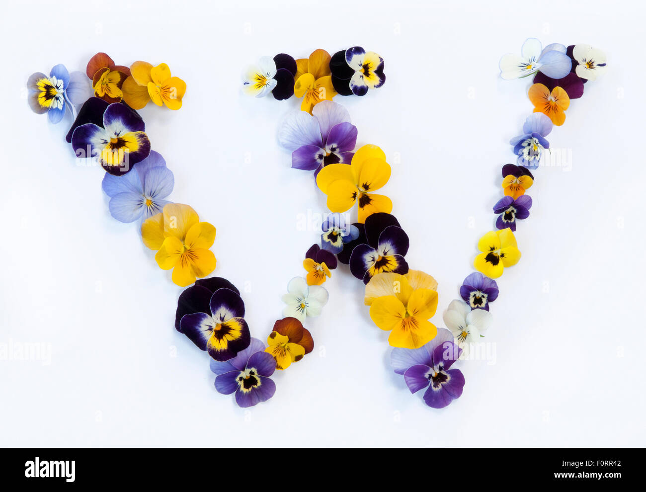 letter W alphabet made from pansy flowers isolated on white background ...