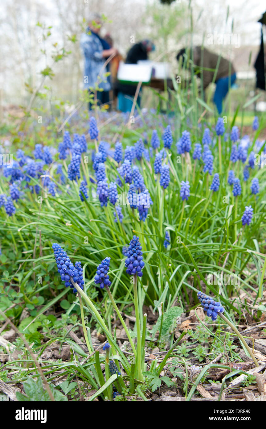 Grape hyacinth in garden hi-res stock photography and images - Alamy