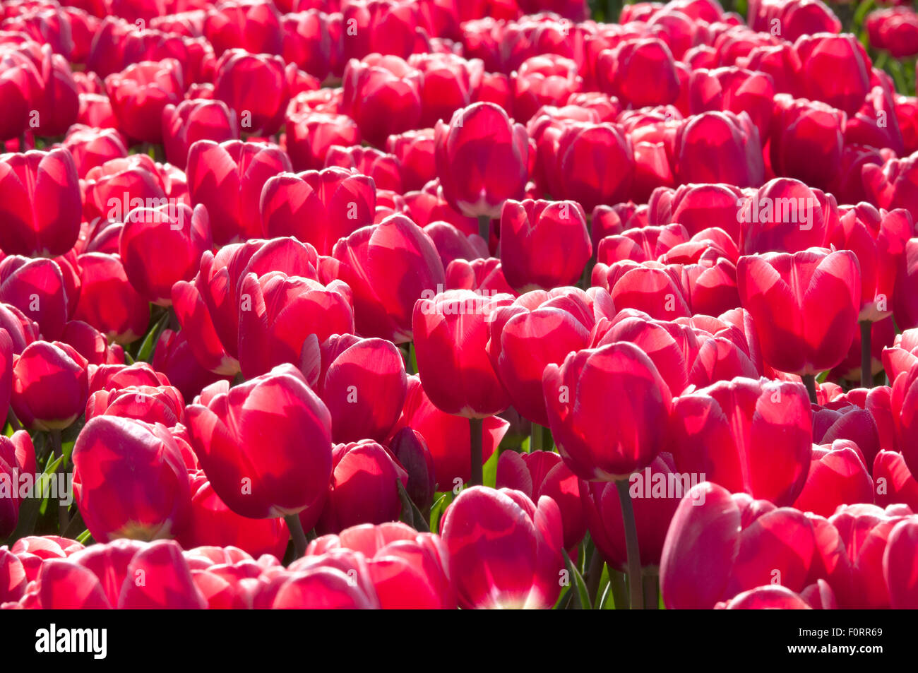 many red tulips in field Stock Photo - Alamy