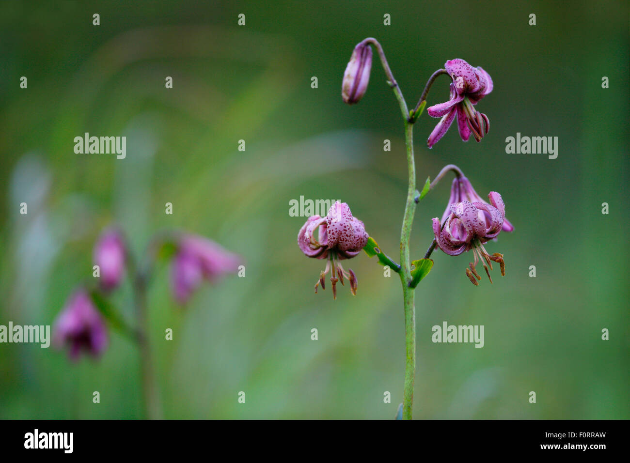Poland national flower hi-res stock photography and images - Alamy