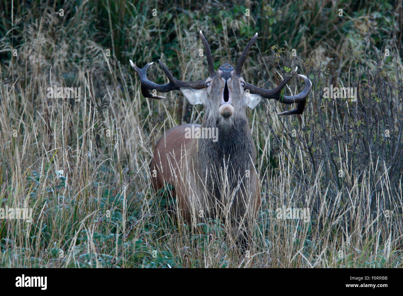 Red Deer (Cervus elaphus) roaring. Bieszczady, Carpathian Mountains ...