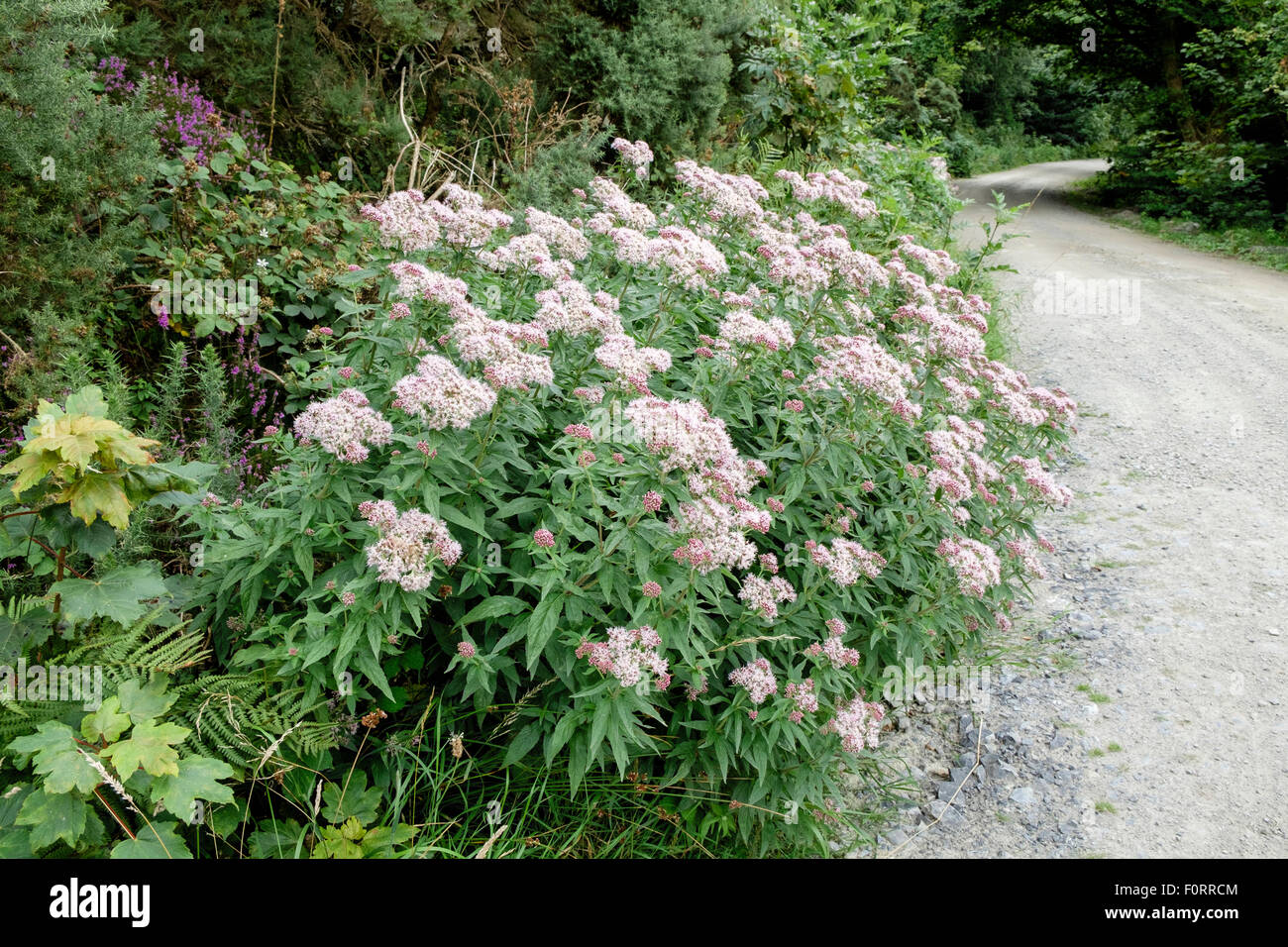 Flowering Hemp agrimony (Eupatorium cannabinum) plant growing wild by a ...
