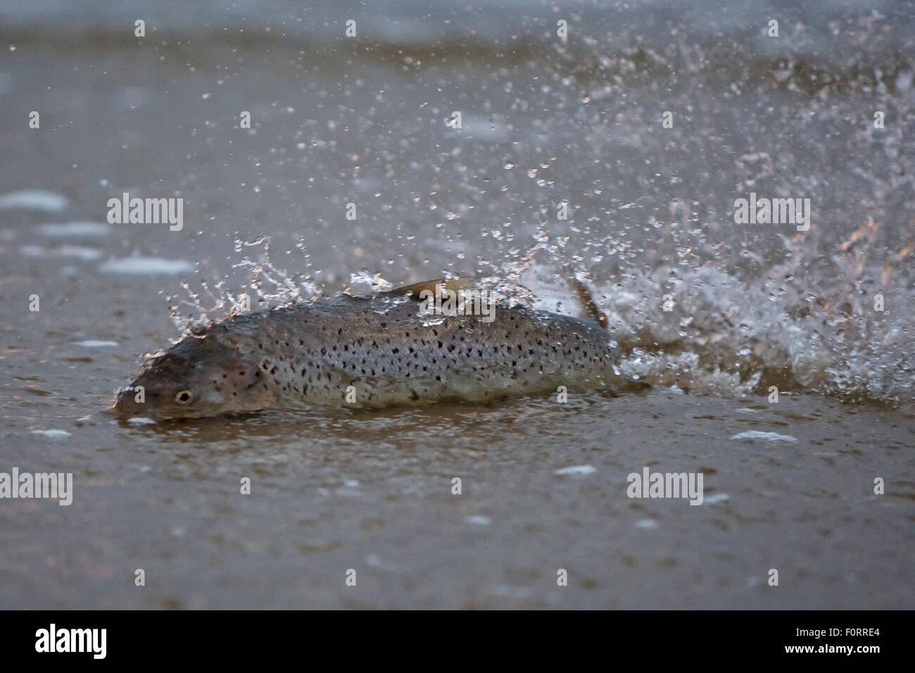 Sea trout (Salmo trutta) migrating from the sea to a river to head ...