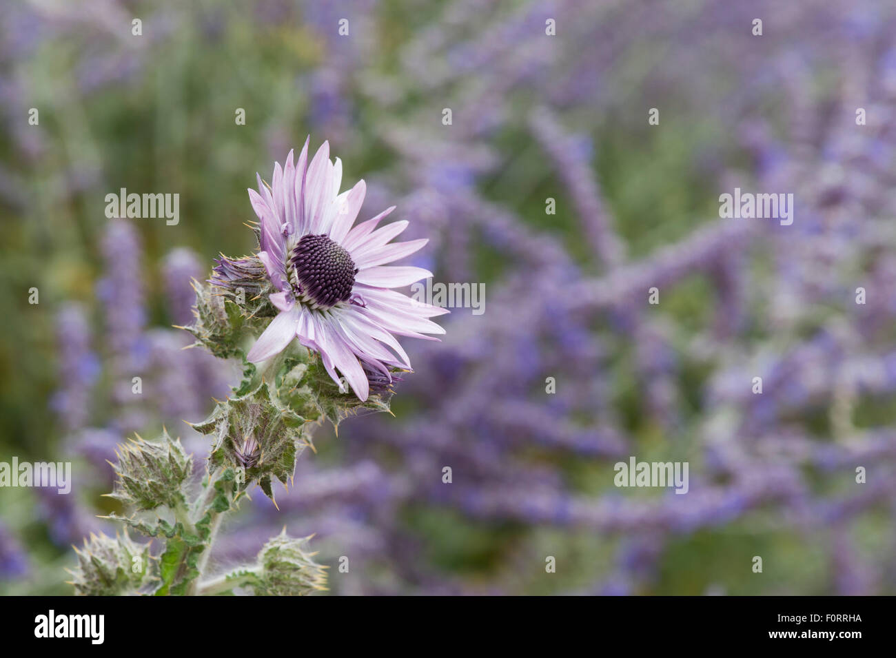 Berkheya purpurea 'Silver Spike'. Purple berkheya 'Silver Spike ...
