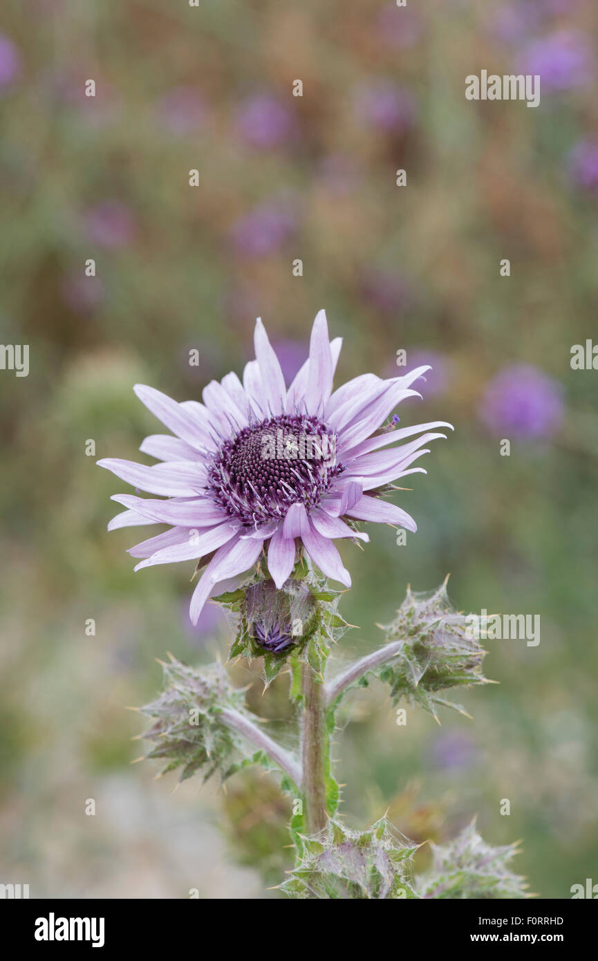 Berkheya purpurea 'Silver Spike'. Purple berkheya 'Silver Spike ...