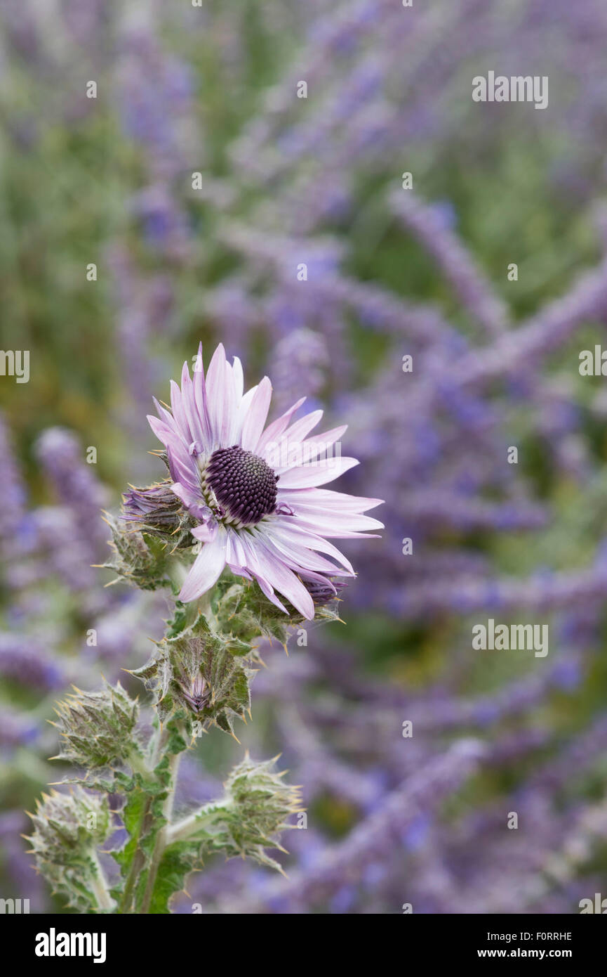 Berkheya purpurea 'Silver Spike'. Purple berkheya 'Silver Spike ...