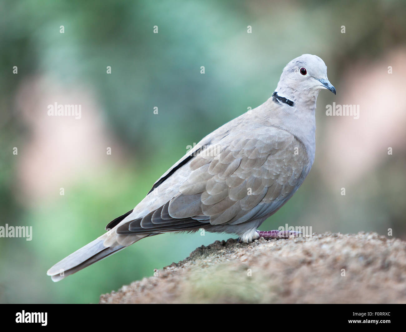 Rock dove bird dove hi-res stock photography and images - Alamy