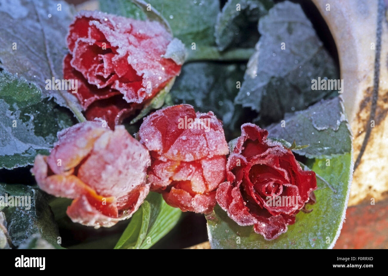 frozen roses in wooden shoe Stock Photo - Alamy