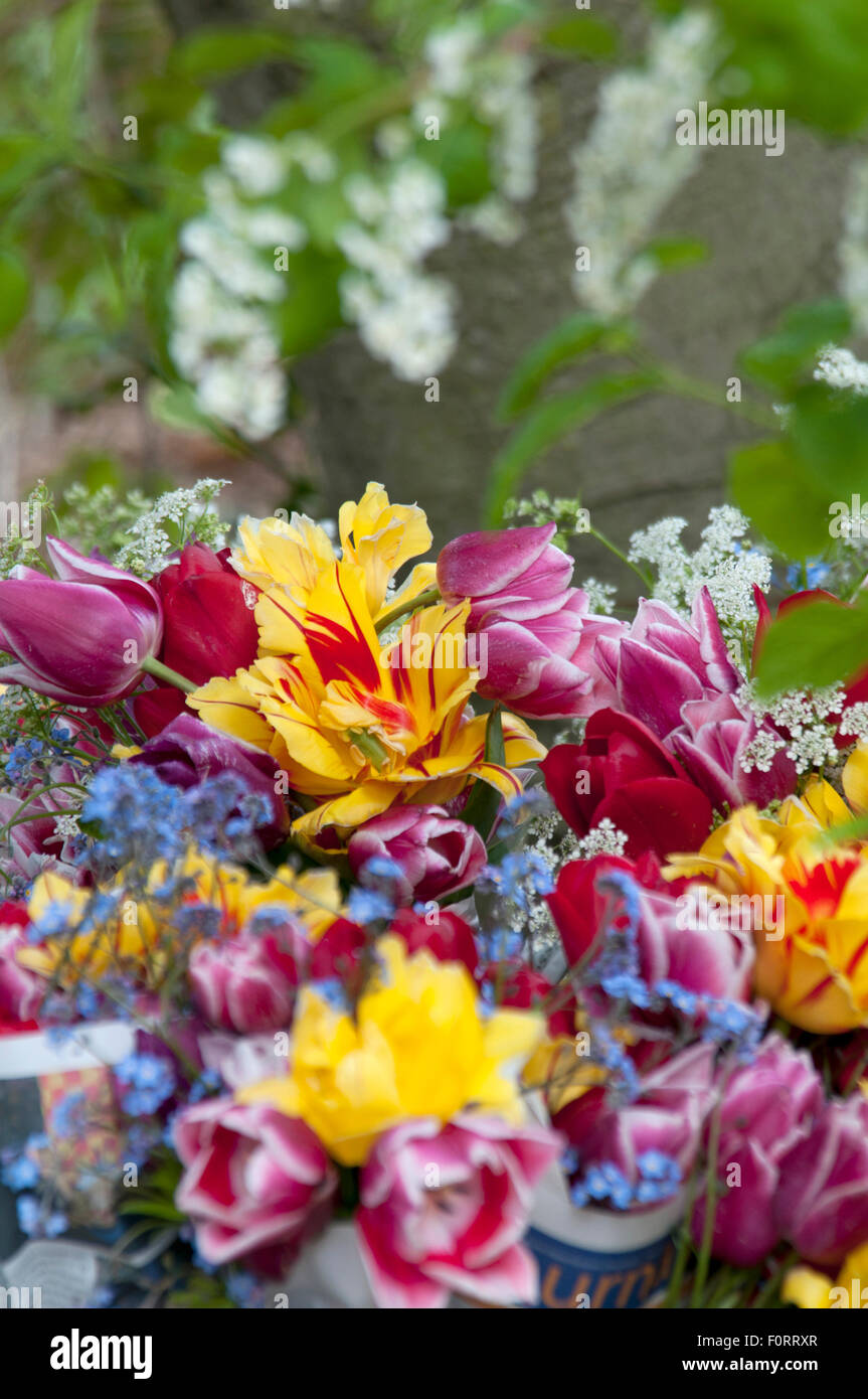 mixed tulip bouquet Stock Photo - Alamy