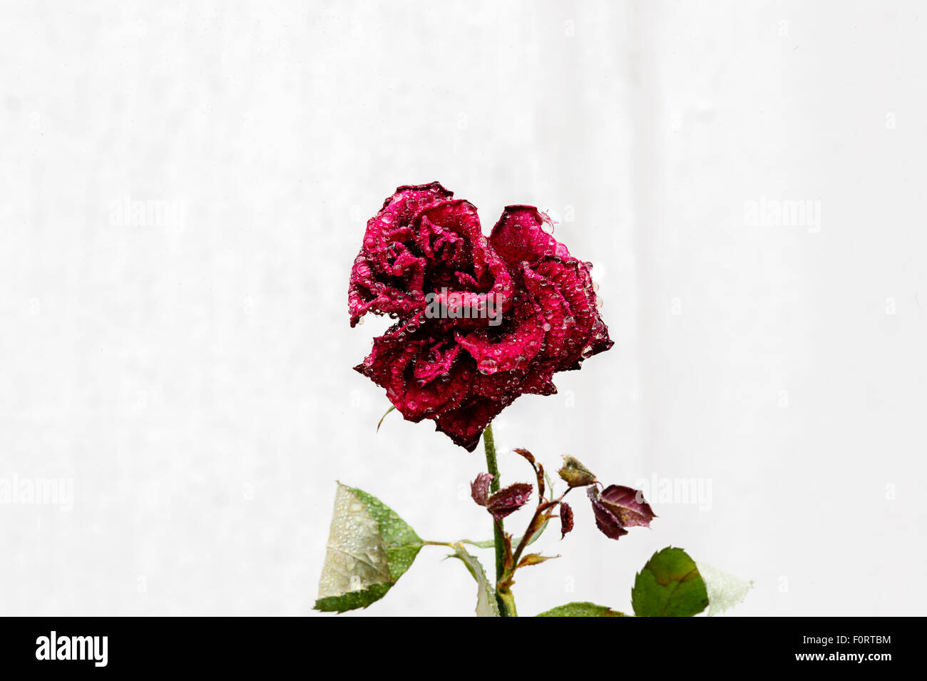 Dead, withered rose bloom Stock Photo - Alamy