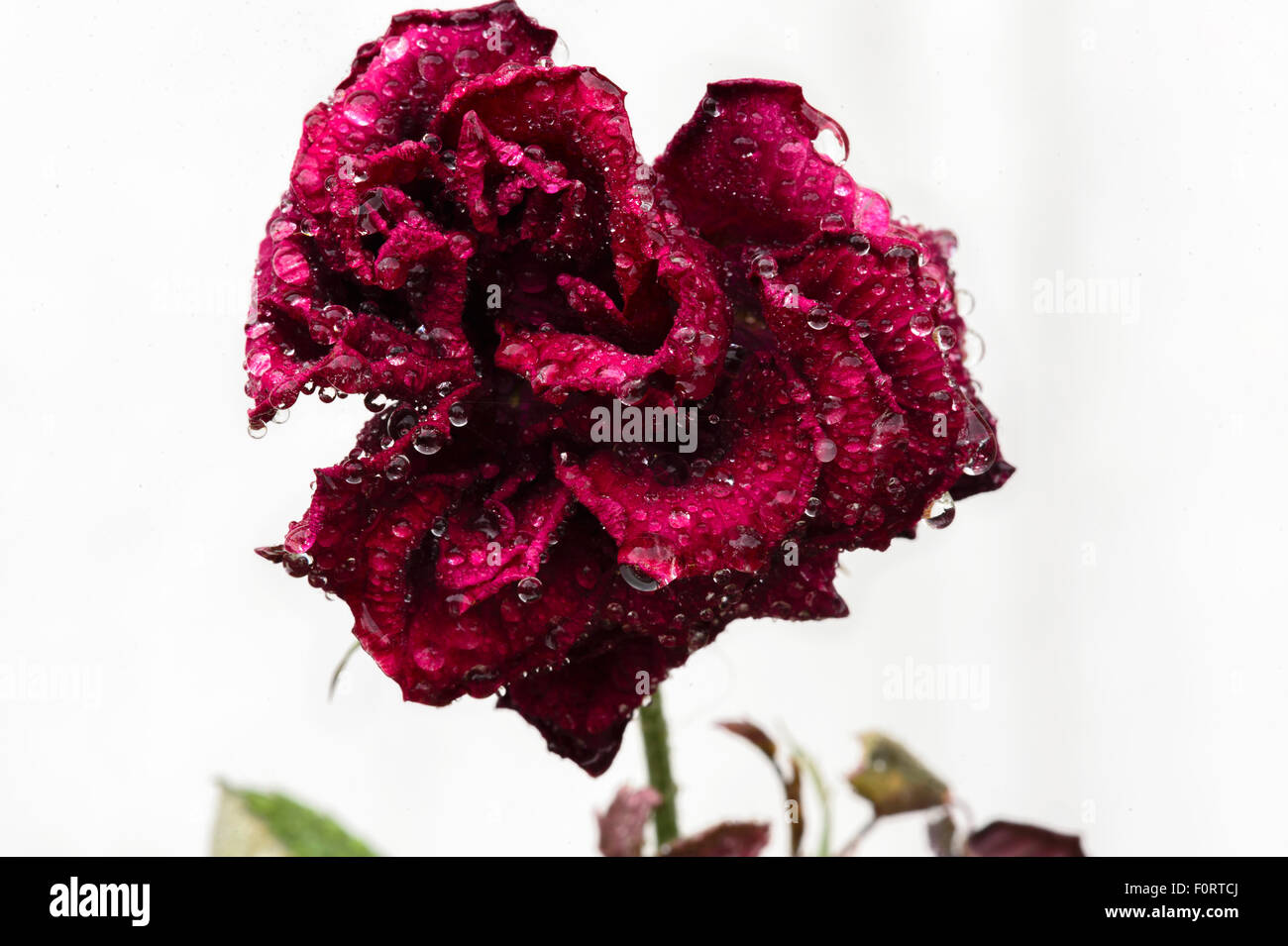 Dead rose hi-res stock photography and images - Alamy