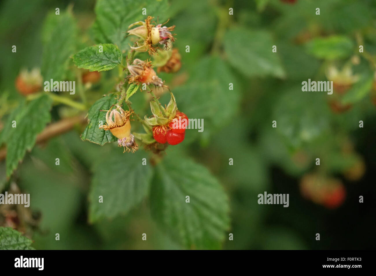 Wild raspberry plant Stock Photo - Alamy