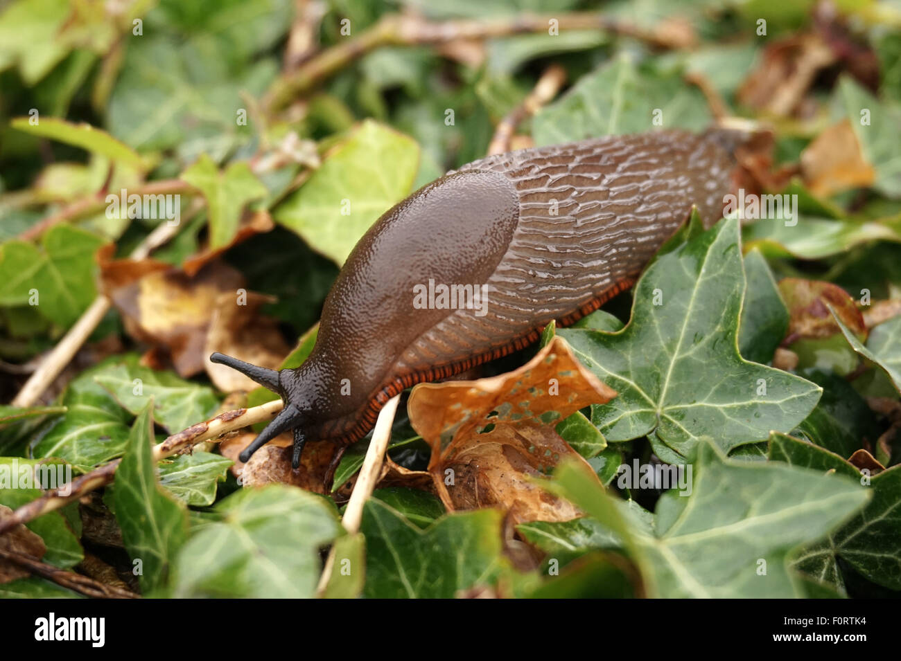 A big slug crawling over ivy Stock Photo - Alamy
