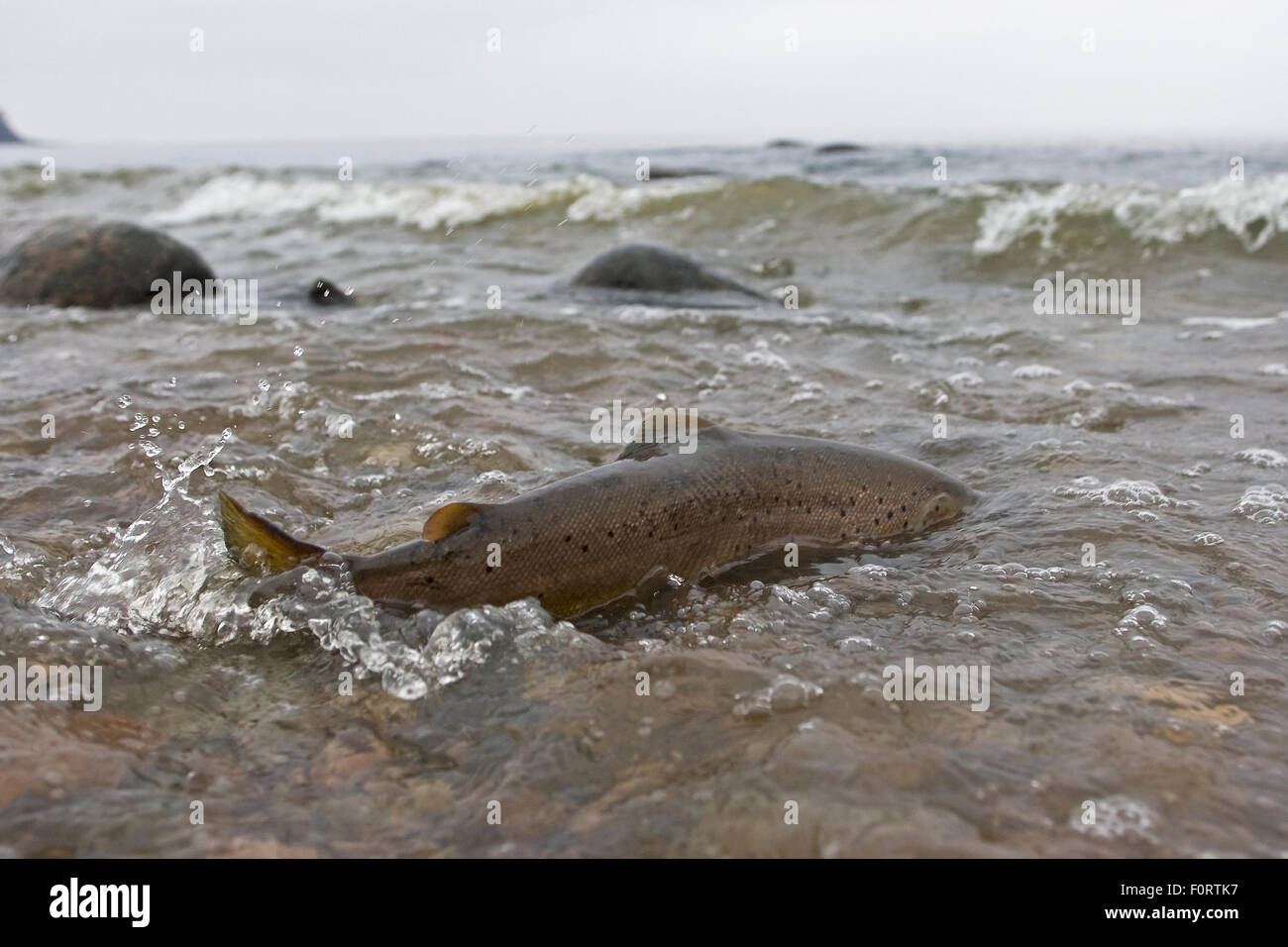Sea trout (Salmo trutta) in shallow water in sea, Bornholm, Vester ...