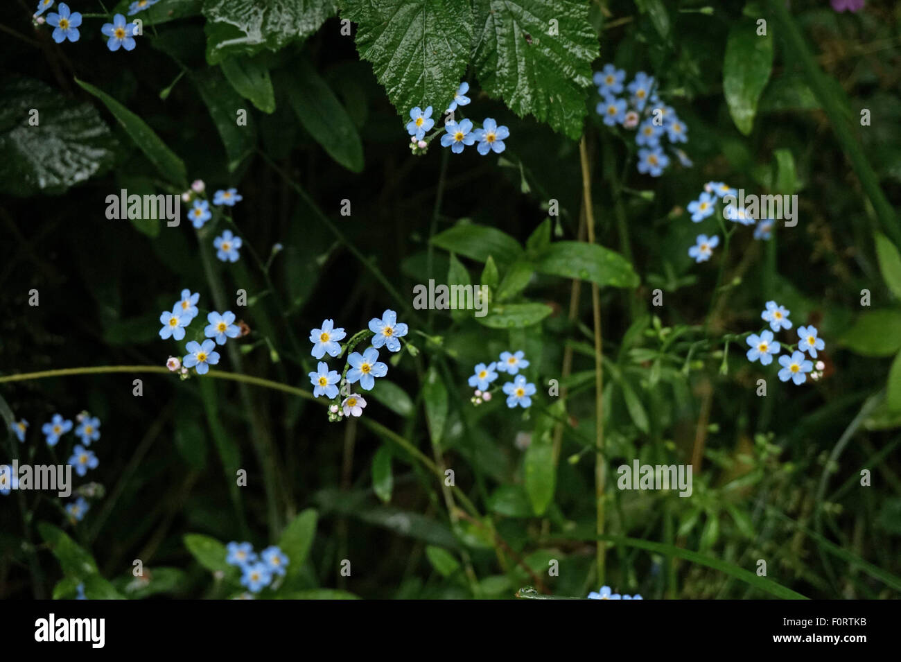Wild forget-me-not flowers Stock Photo - Alamy