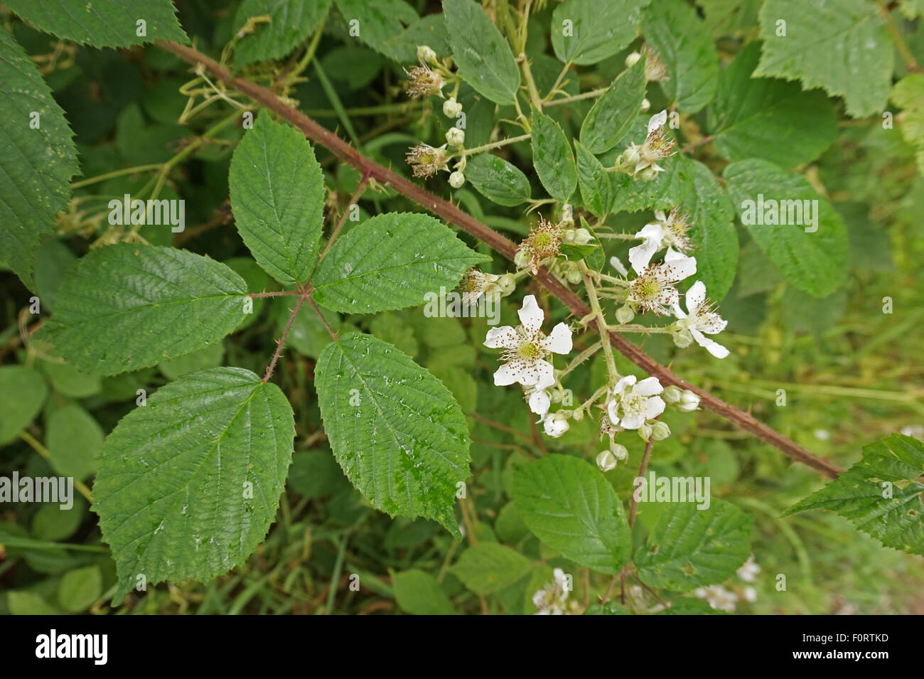 Bramble blossom bush hi-res stock photography and images - Alamy