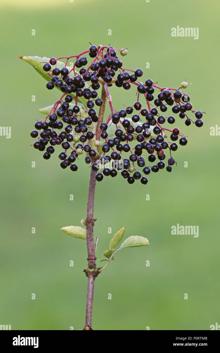 Sambucus sp hi-res stock photography and images - Alamy