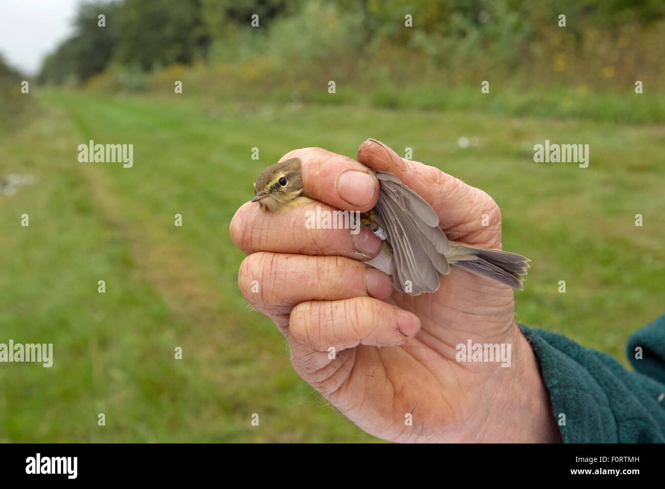 Hand holding bird with ring, caught in net for ringing in an allotment ...