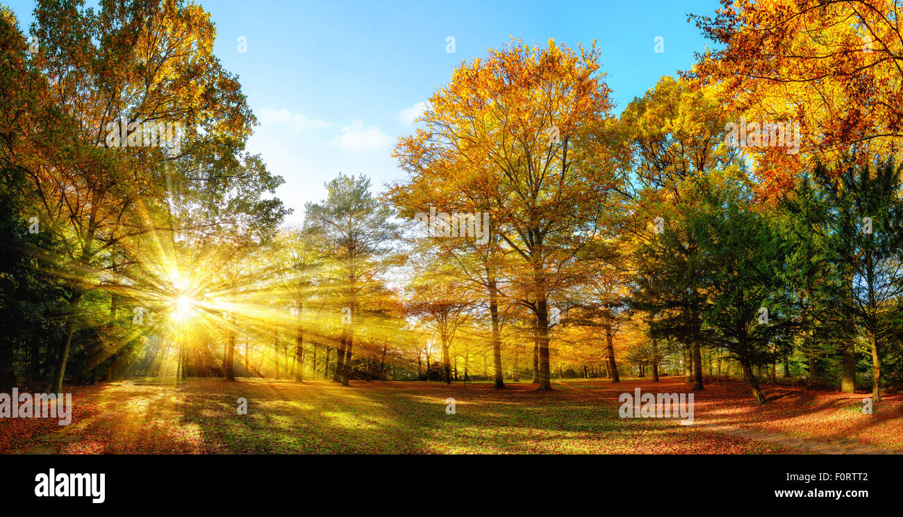 Scenic autumn panorama with the sun shining through the gold foliage ...