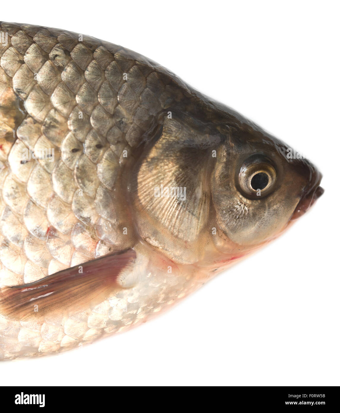 Carp head hi-res stock photography and images - Alamy