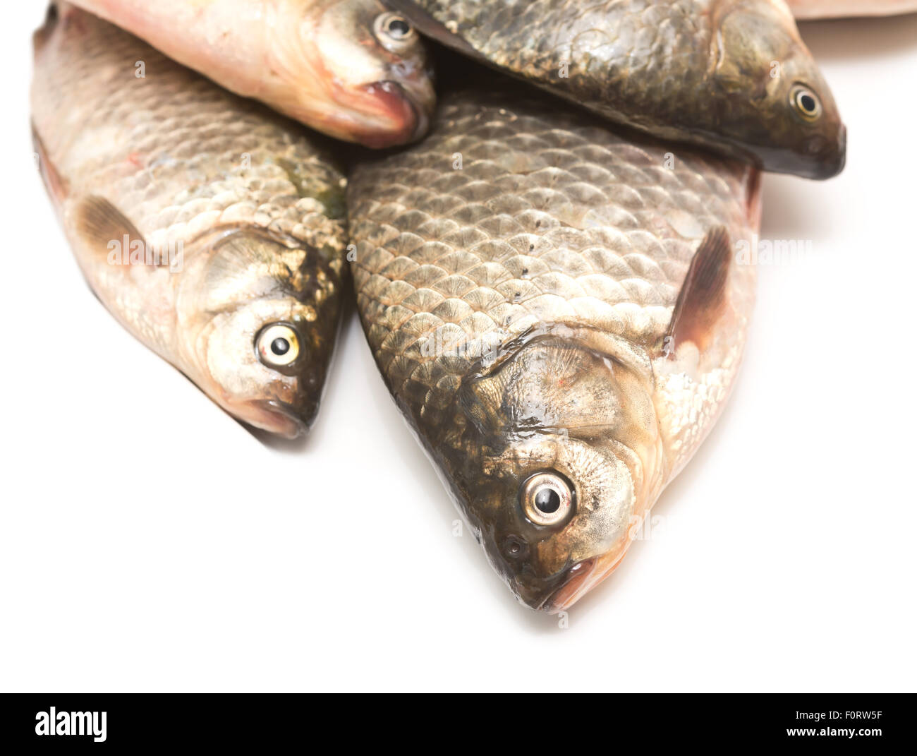 fresh fish isolated on white background Stock Photo - Alamy