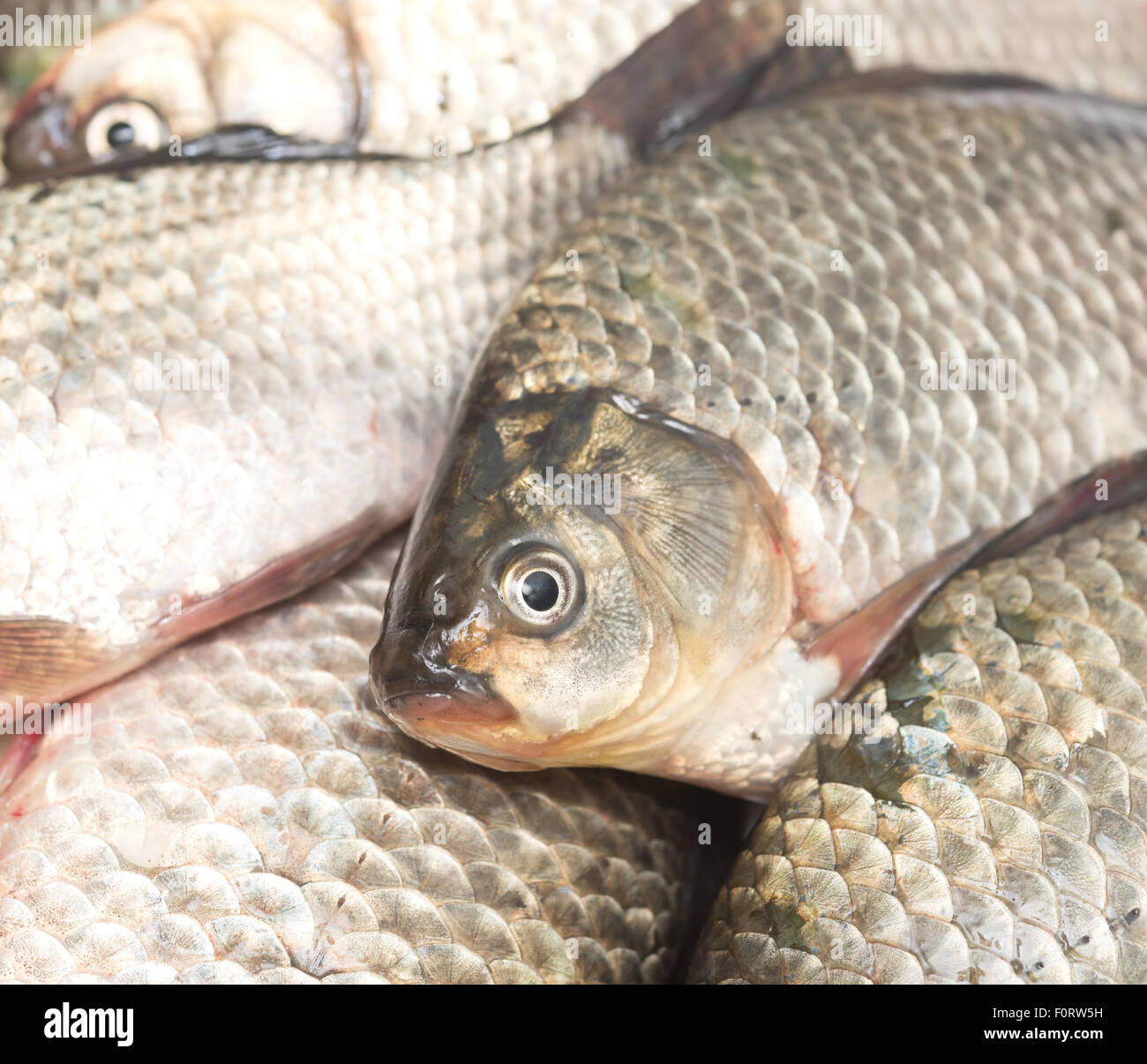 close up of fresh fish Stock Photo - Alamy