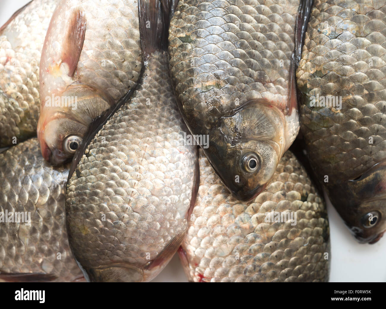 pile of fresh fish Stock Photo - Alamy
