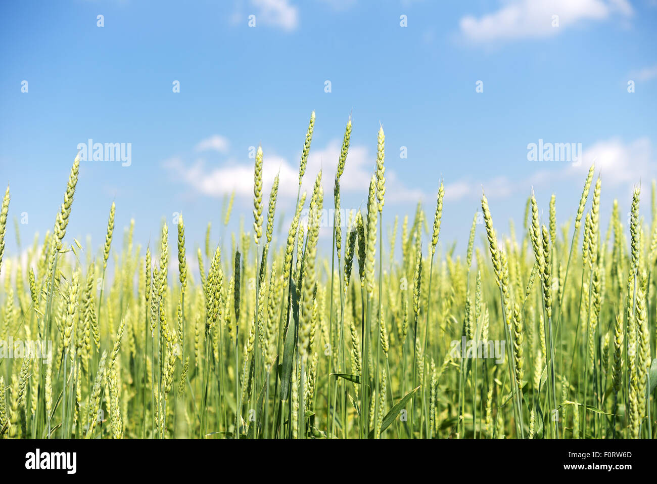 wheat field and blue sky Stock Photo - Alamy