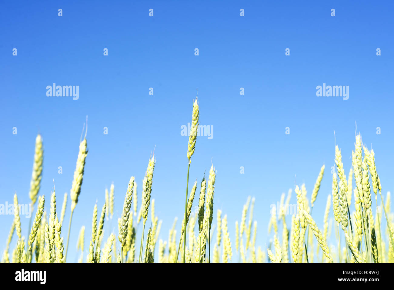 wheat field and blue sky Stock Photo - Alamy
