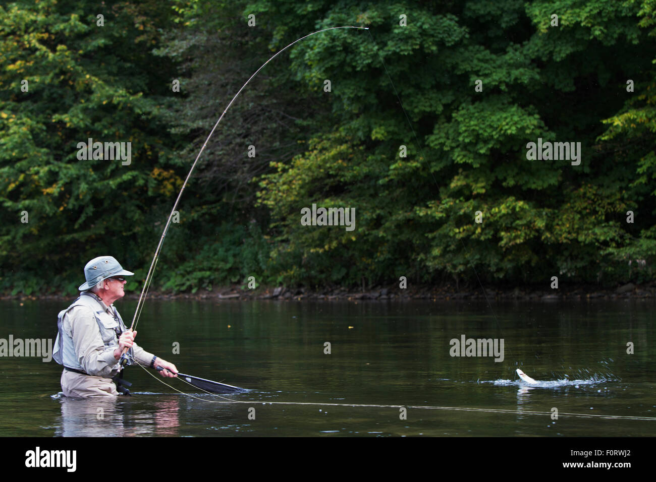 Man pulling in a European grayling (Thymallus thymallus) from the San ...