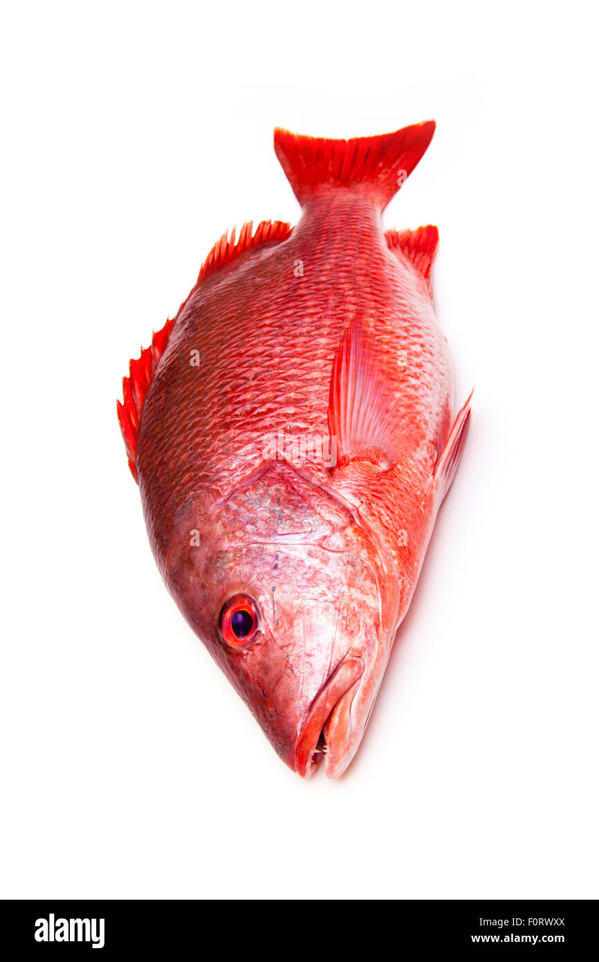 Northern Red Snapper Lutjanus campechanus fish isolated on a white ...