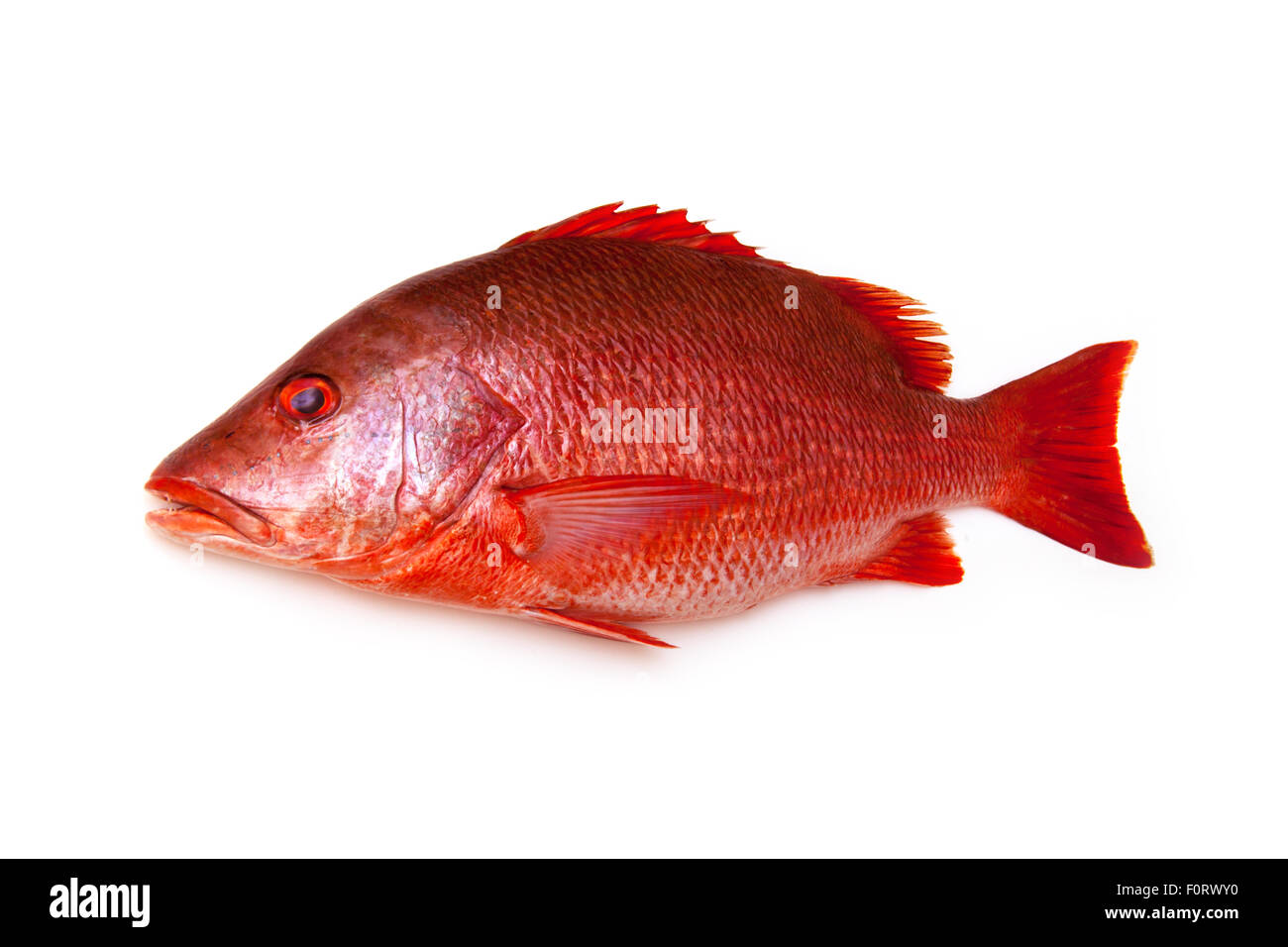 Northern Red Snapper Lutjanus campechanus fish isolated on a white ...