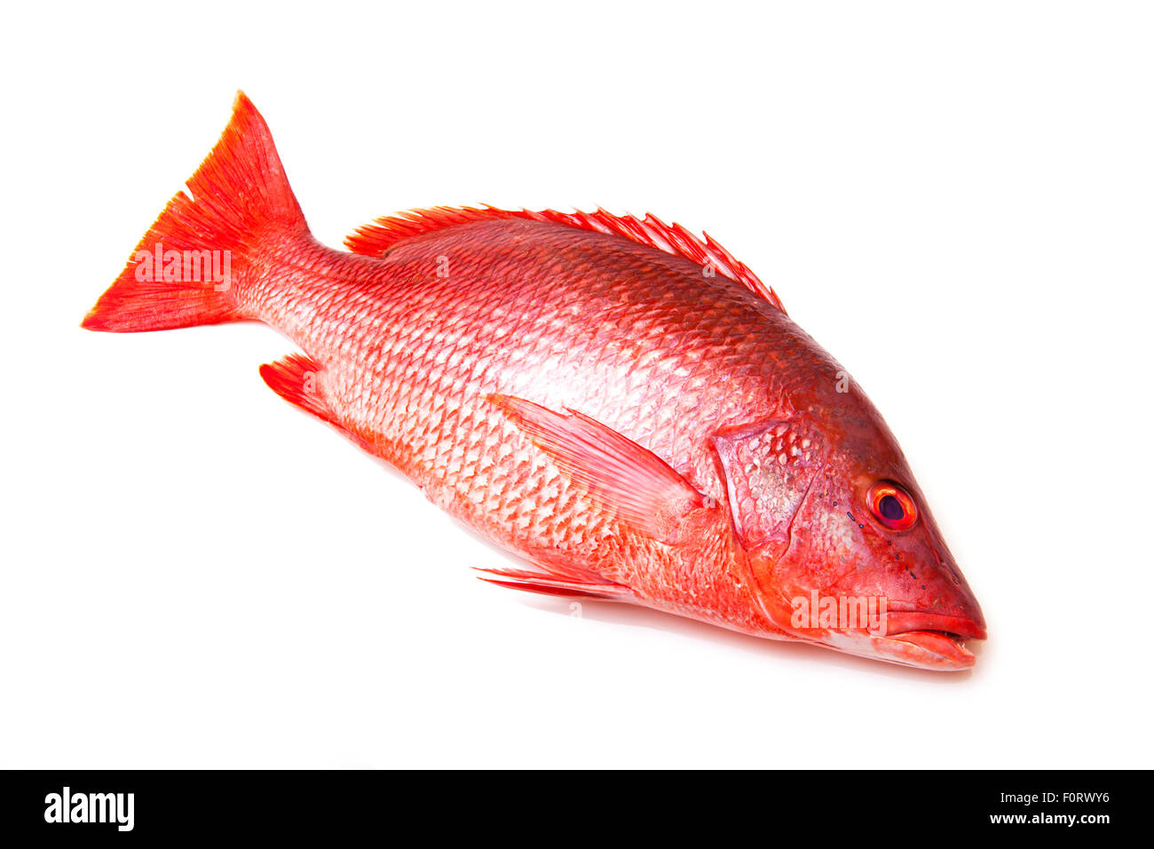 Northern Red Snapper Lutjanus campechanus fish isolated on a white ...