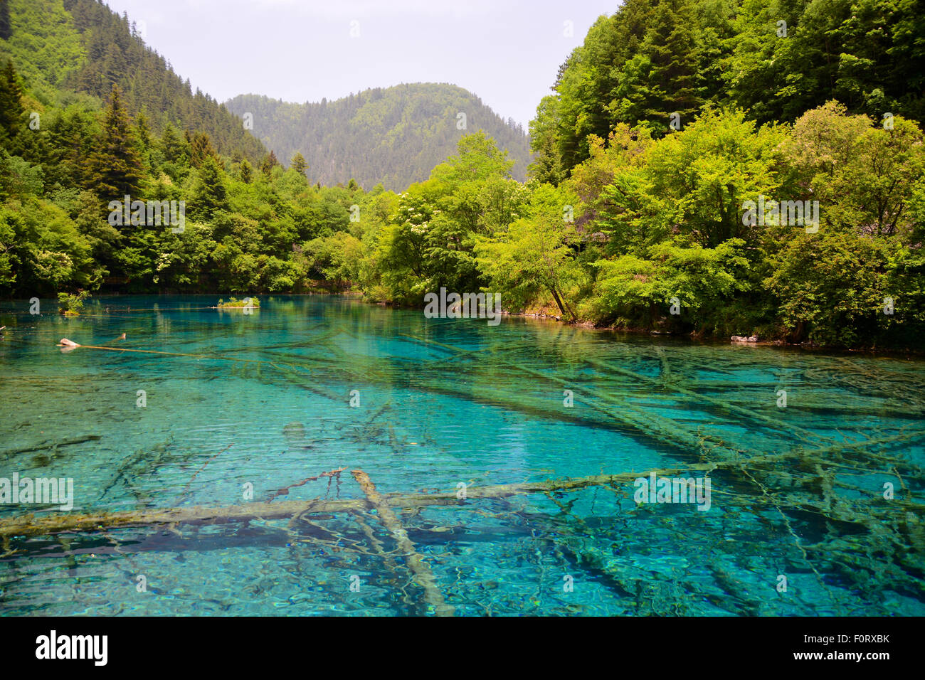Jiuzhaigou National Park water trees and mountains Stock Photo - Alamy