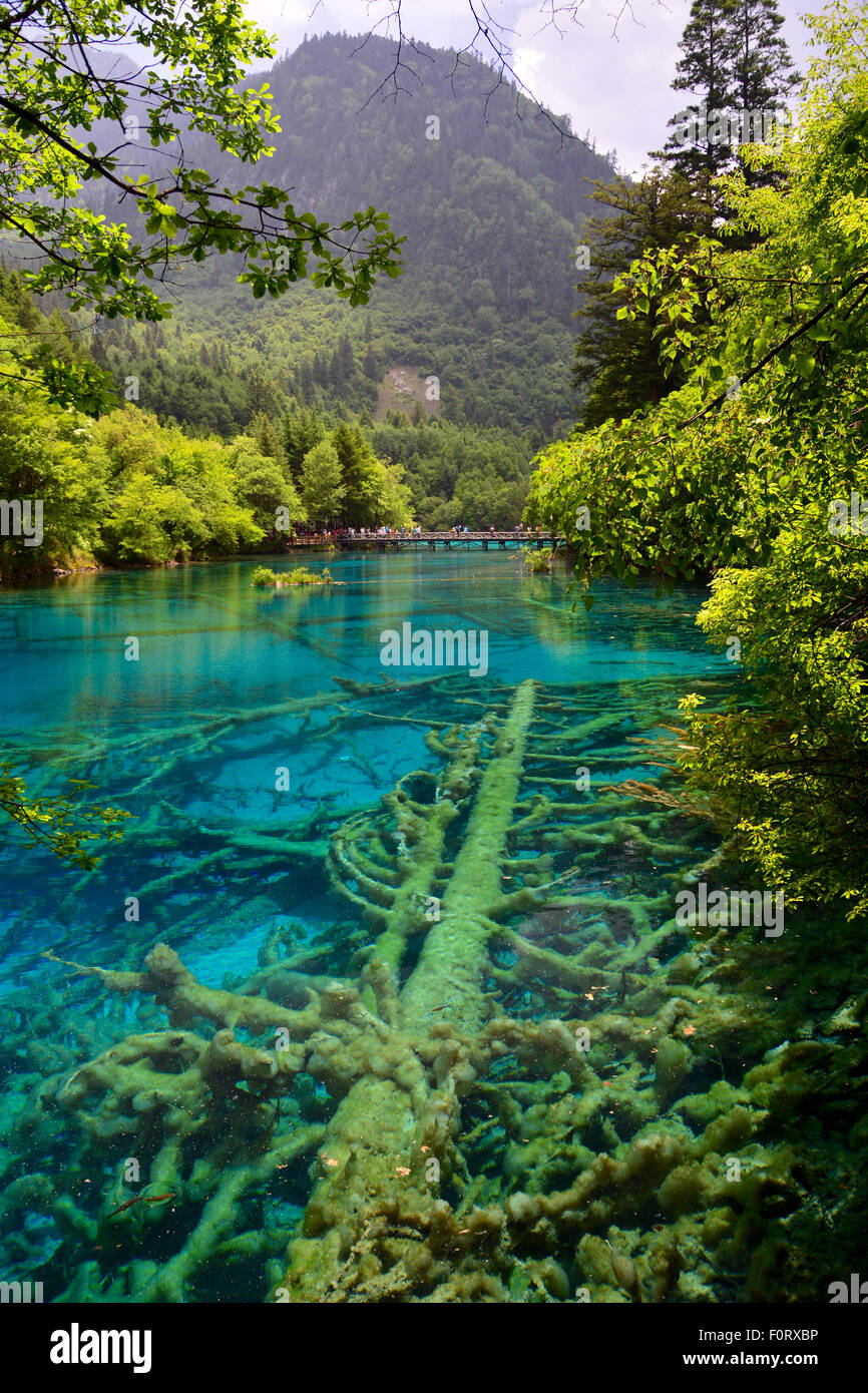 Jiuzhaigou National Park water trees and mountains Stock Photo - Alamy