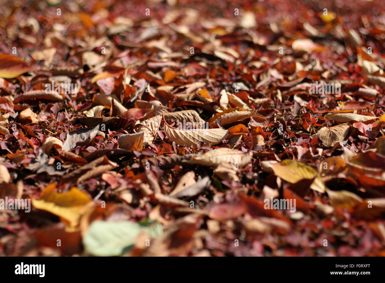 Autumn leaves dry on the ground Stock Photo - Alamy