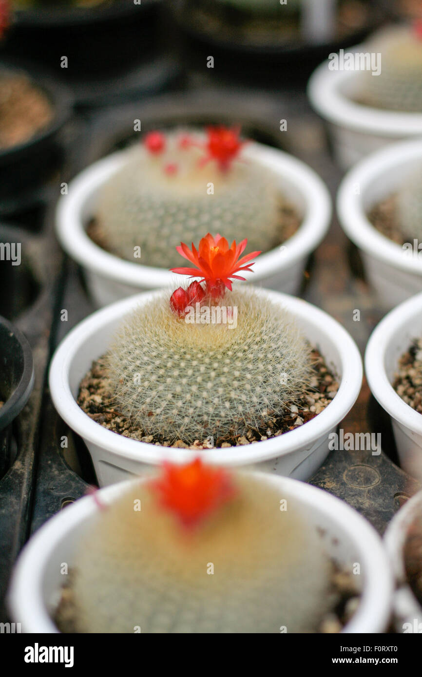 cactus prickly red flower Stock Photo - Alamy