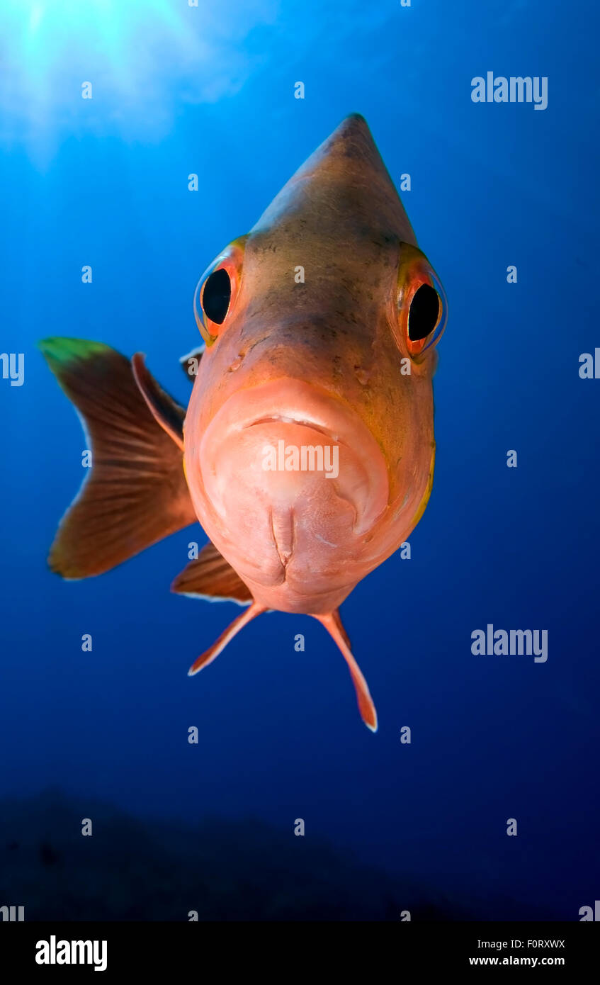 CLOSE-UP FACE VIEW OF SNAPPER SWIMMING IN BLUE WATER Stock Photo - Alamy