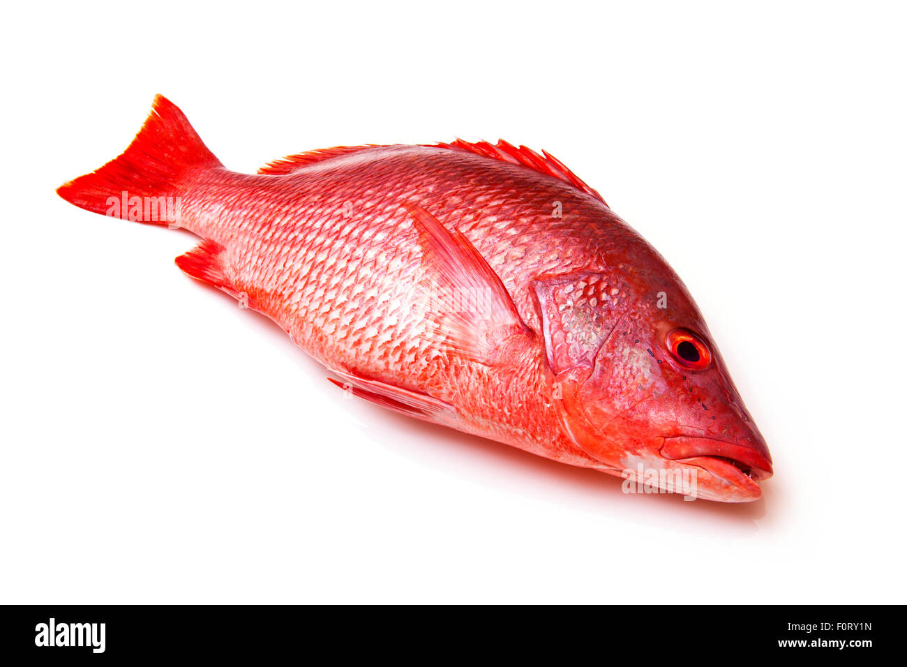 Northern Red Snapper Lutjanus campechanus fish isolated on a white ...