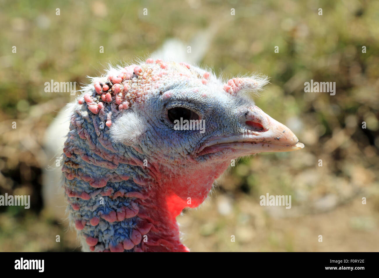 Turkey head looking at camera in Rue des acacias, Ile d'Arz, Morbihan ...