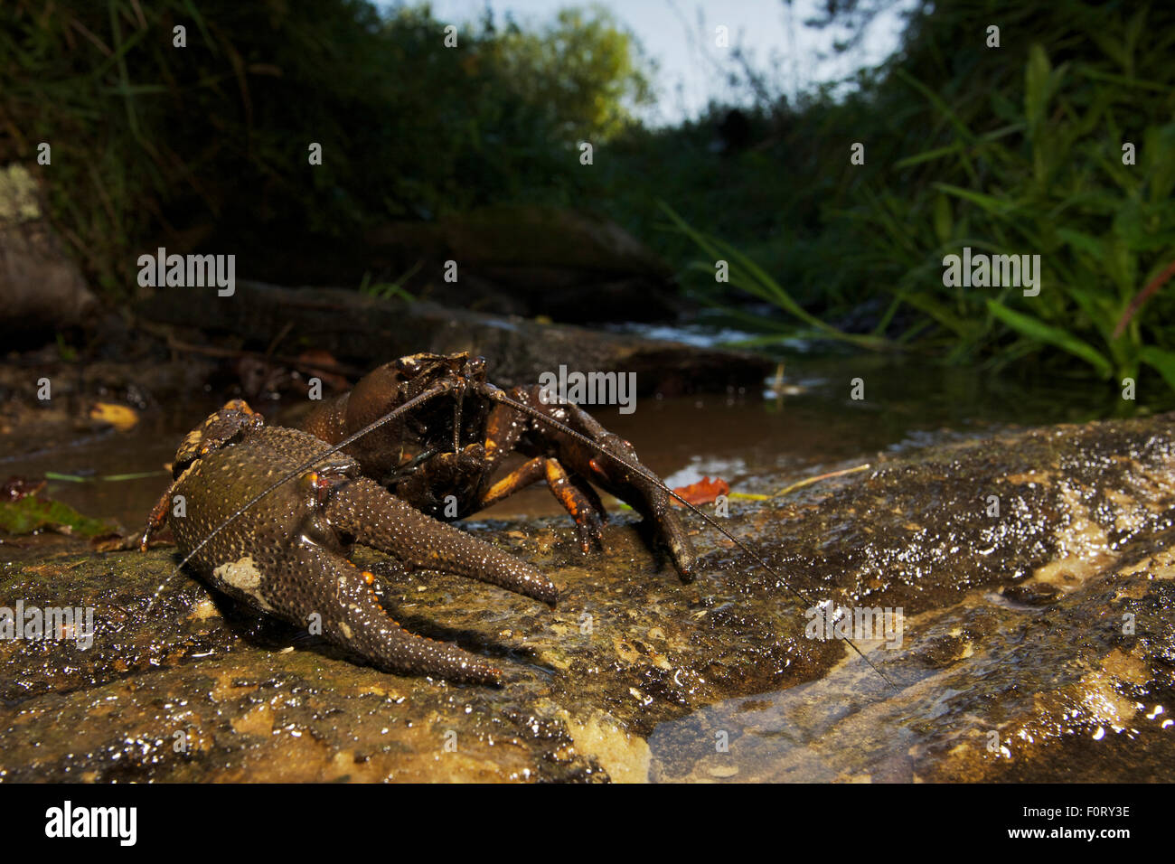Noble crayfish hi-res stock photography and images - Alamy
