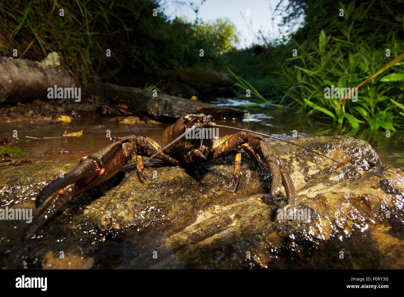 Large male European / Noble crayfish (Astacus astacus) on a rock in a ...