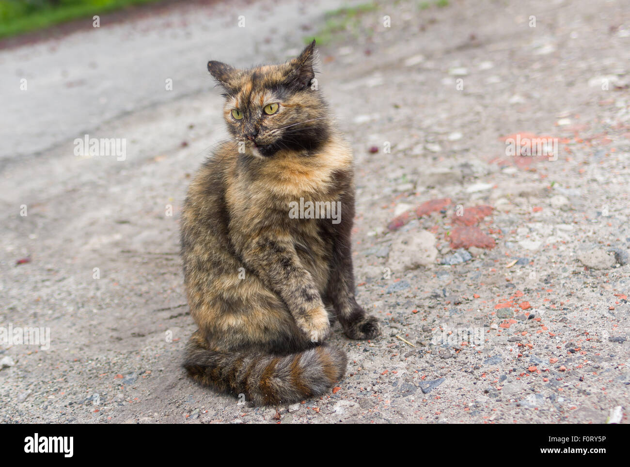 Striped tail hi-res stock photography and images - Alamy