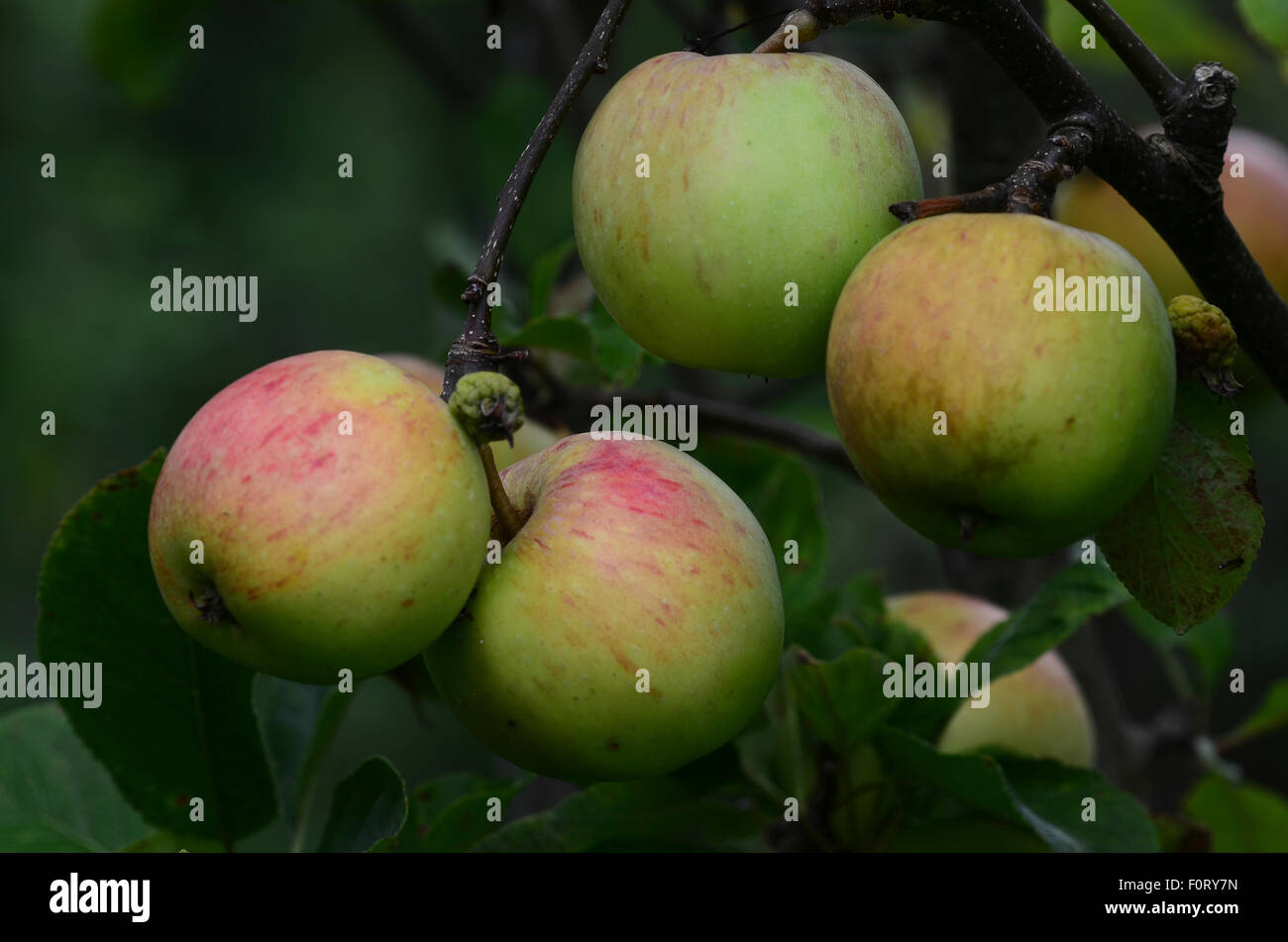 Four apples growing on a tree UK Stock Photo - Alamy