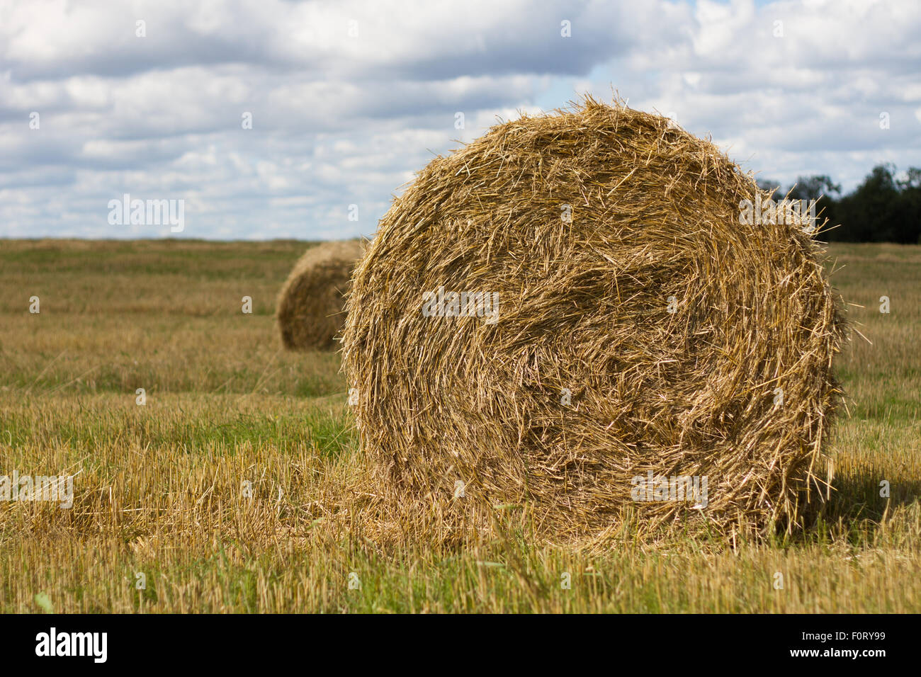 Agriculture straw gathered into a sheaf field harvest sky Stock Photo ...