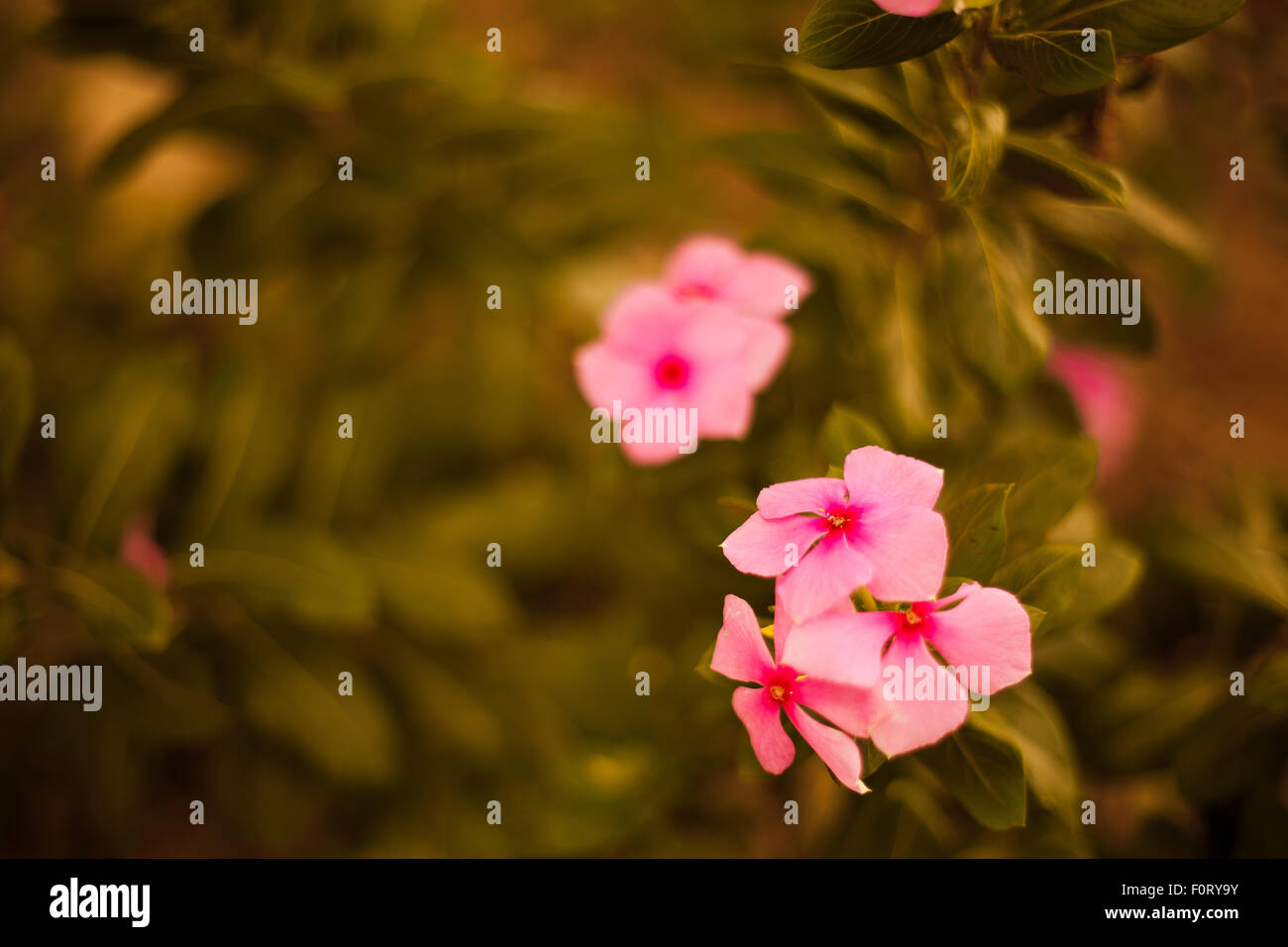 Periwinkle flowers always in bloom Stock Photo - Alamy