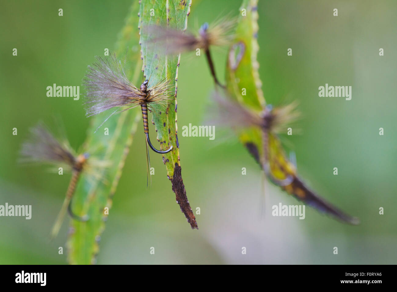 Polish tied fly patterns imitating duns / adults of the Blue-winged ...