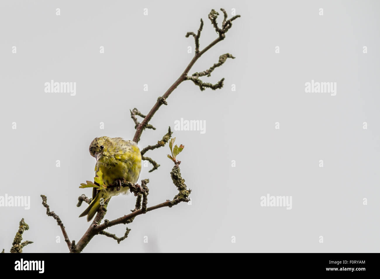 Juvenile male siskin looking a little scruffy as it develops its adult ...