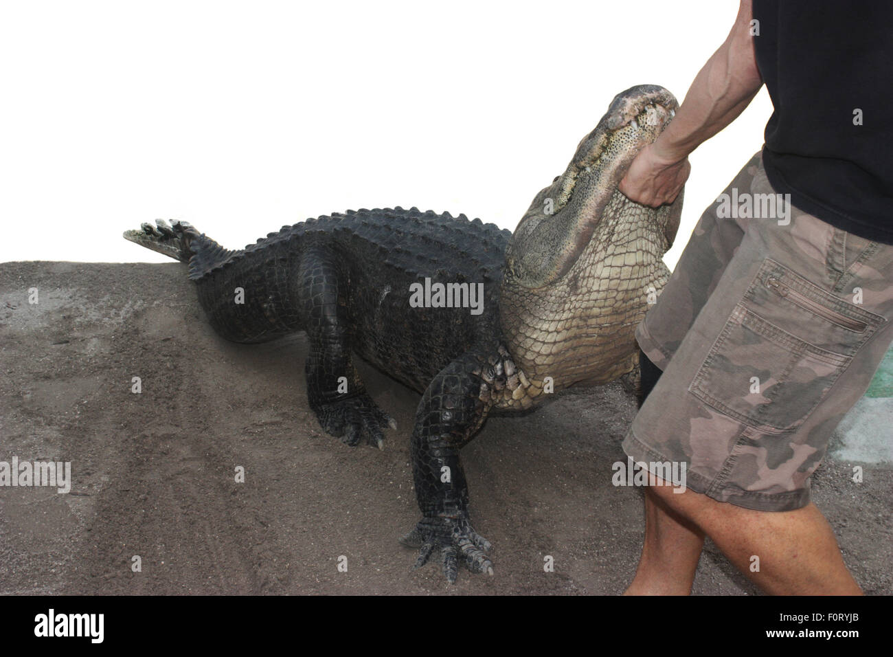 Person performing a stunt with alligator Stock Photo - Alamy